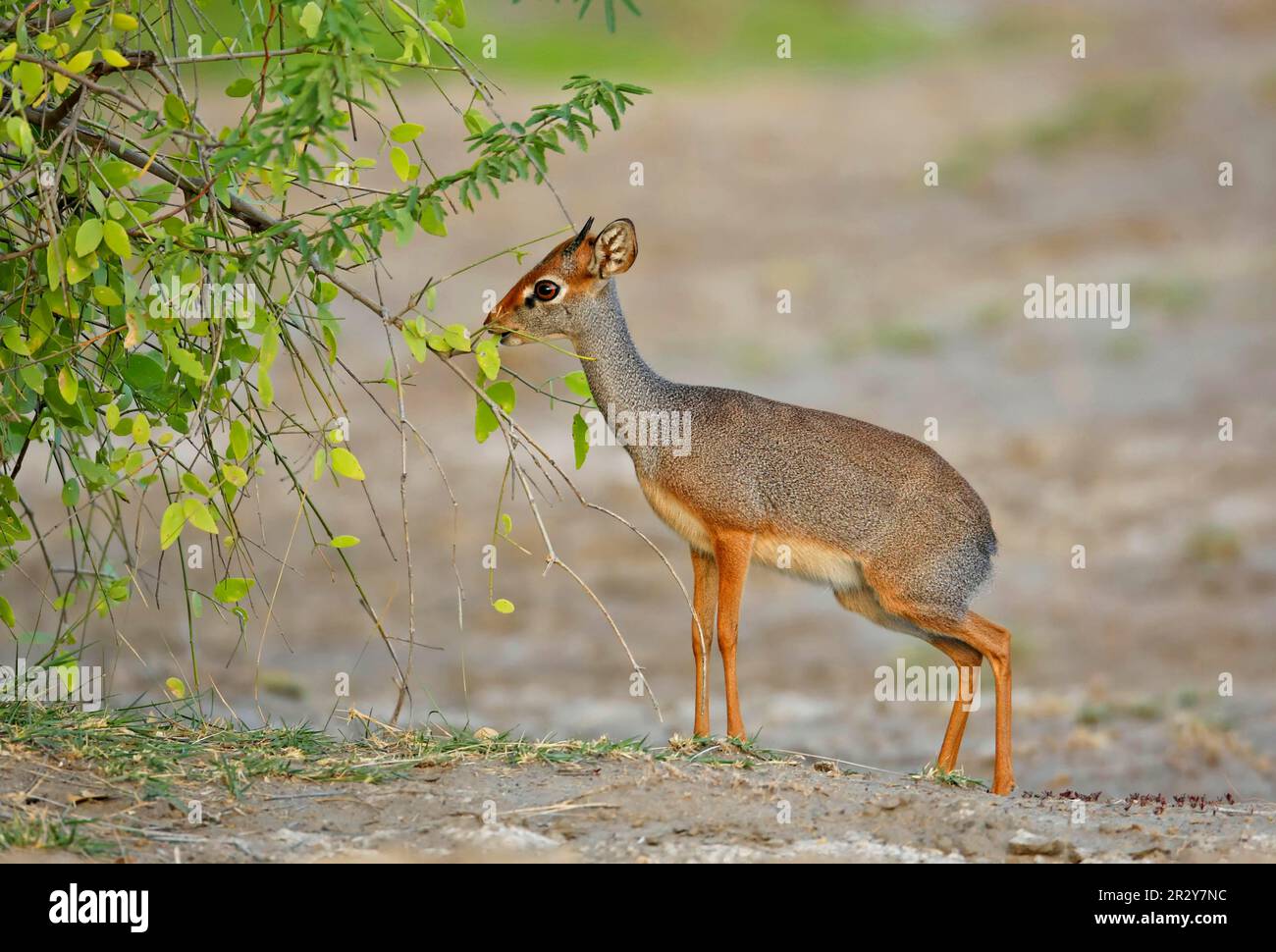 Eritrean dik-dik, salt's dik-dik (Madoqua saltiana), Eritrean dik-dik, wind-driven antelope ...