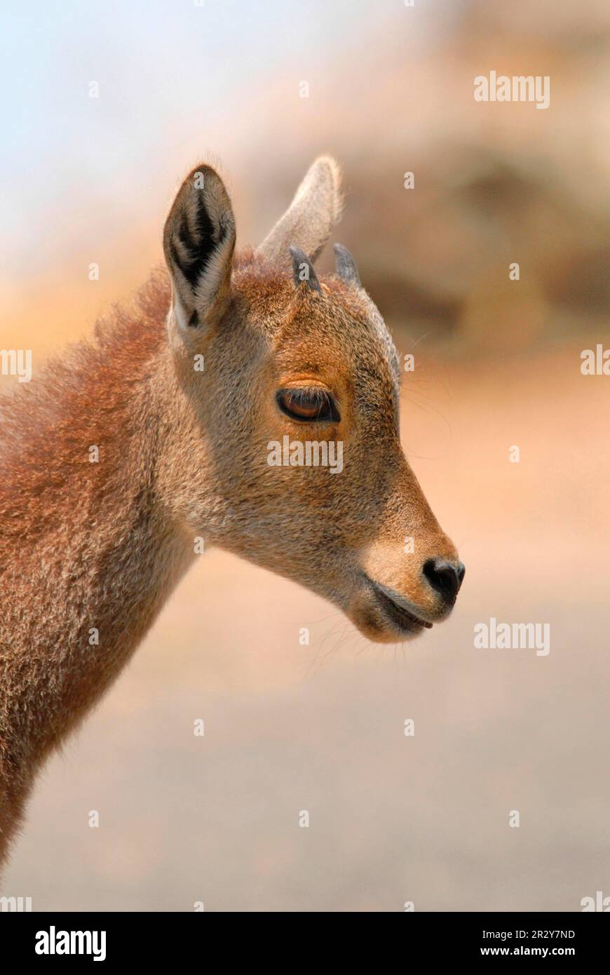 Nilgiri Tahr (Hemitragus hylocrius) young, close-up of head, on ...