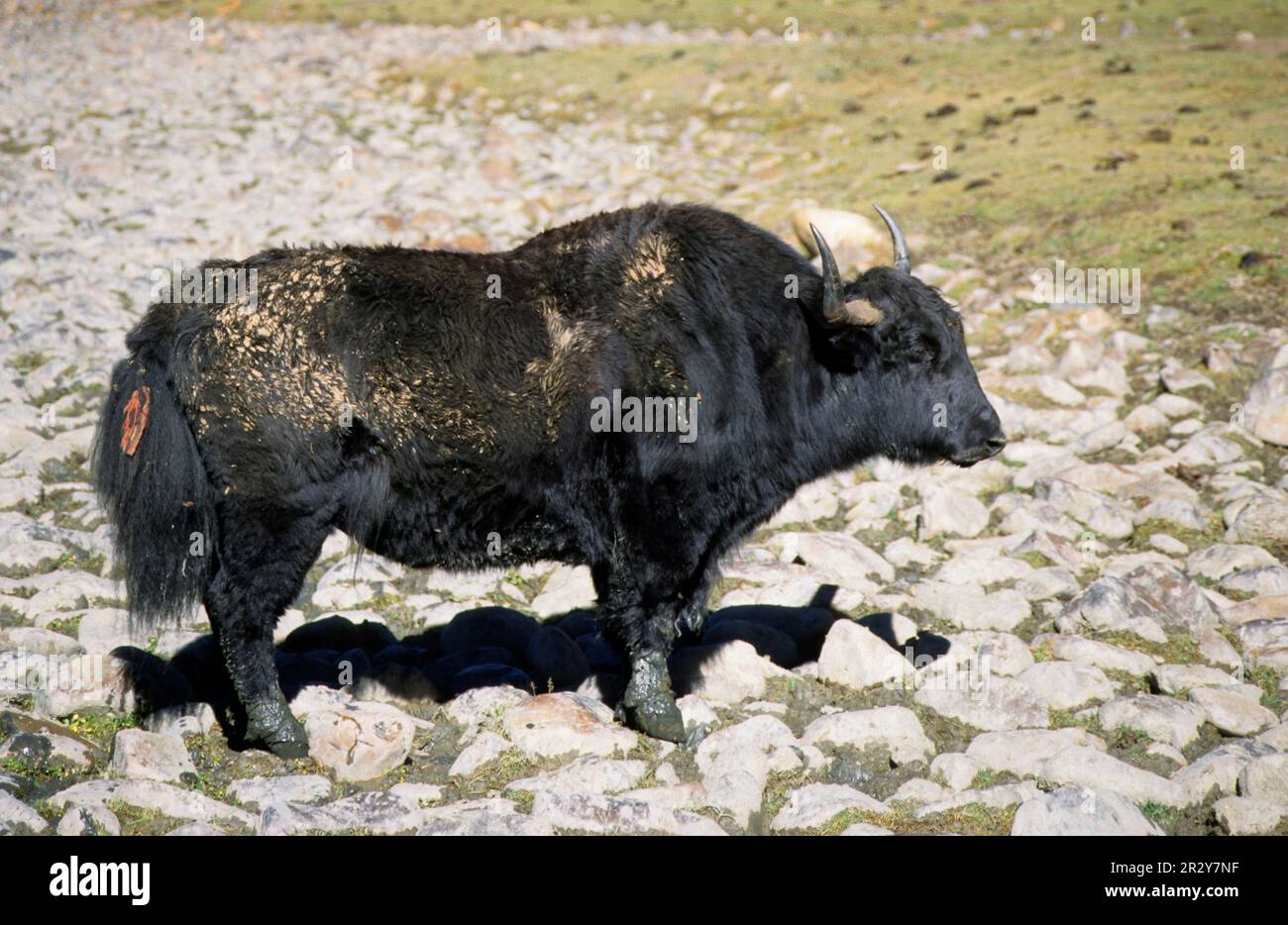 Yak Dzo (Yak bull x cow) Standing between stones, Gyamdu Chu Valley ...