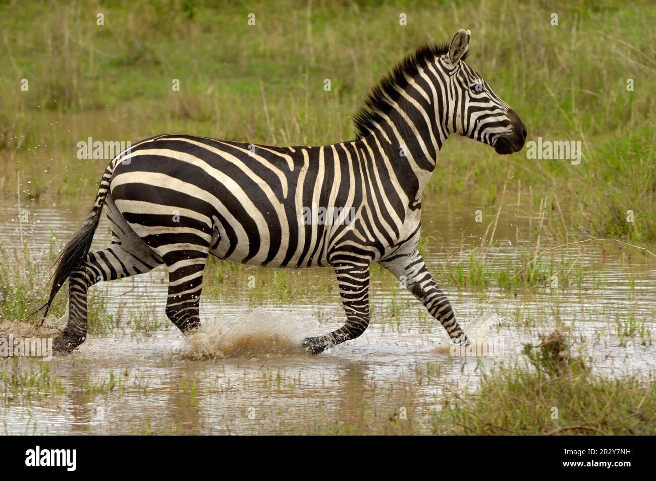 Zebras Running Through Water
