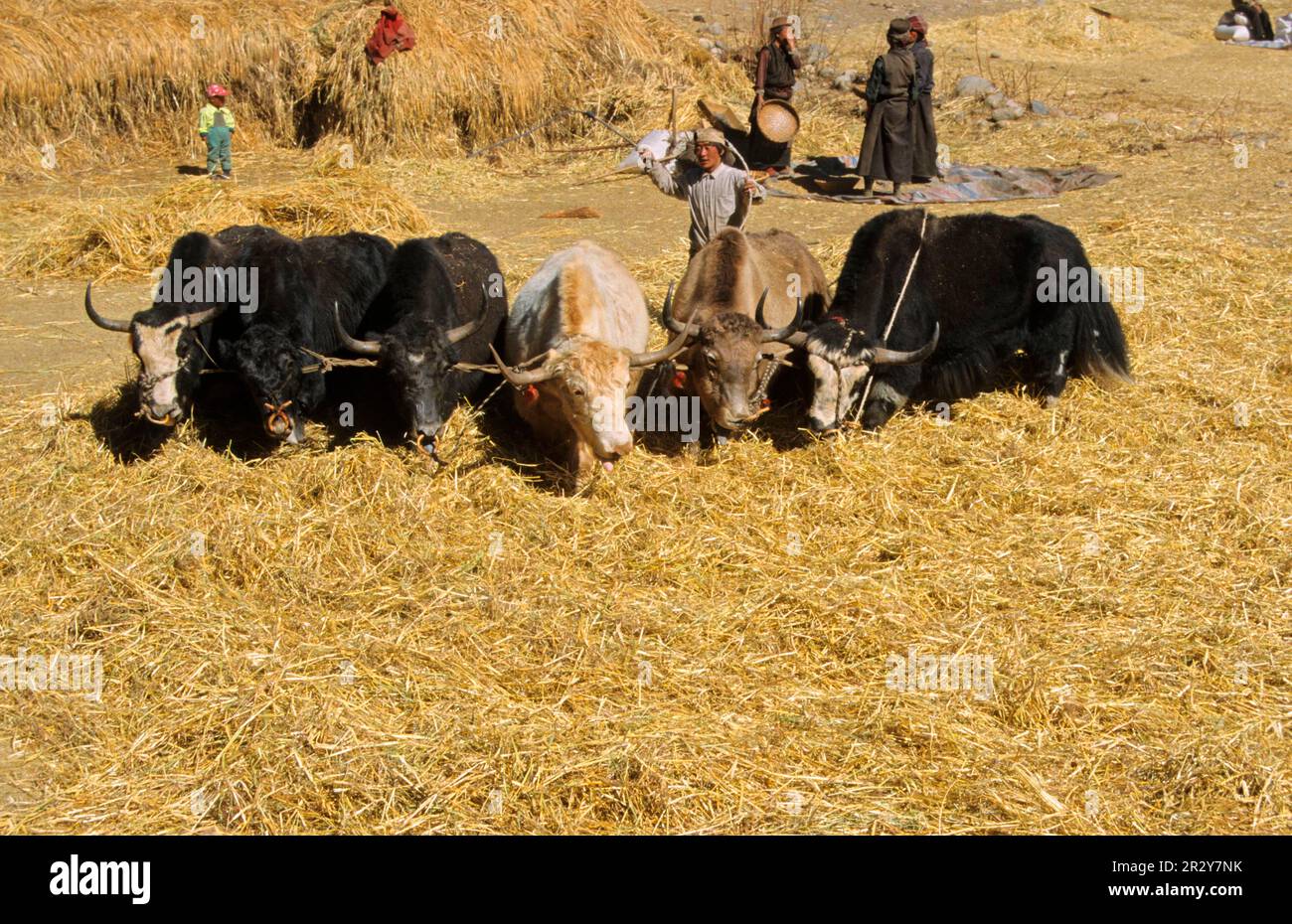 Yakteams hi-res stock photography and images - Alamy