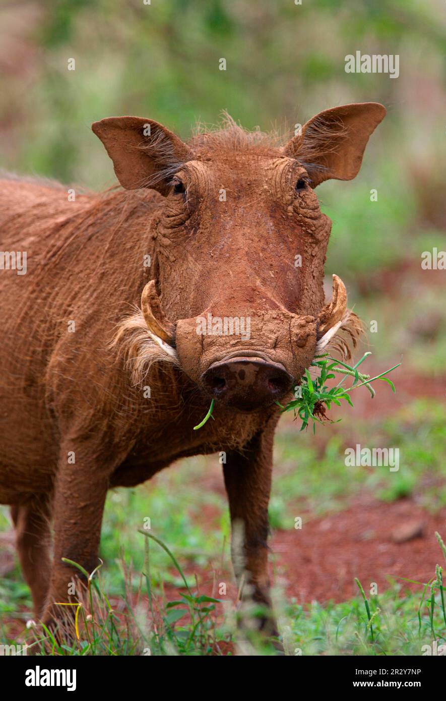 Desert warthog, desert warthog, desert warthogs, warthog, warthogs ...