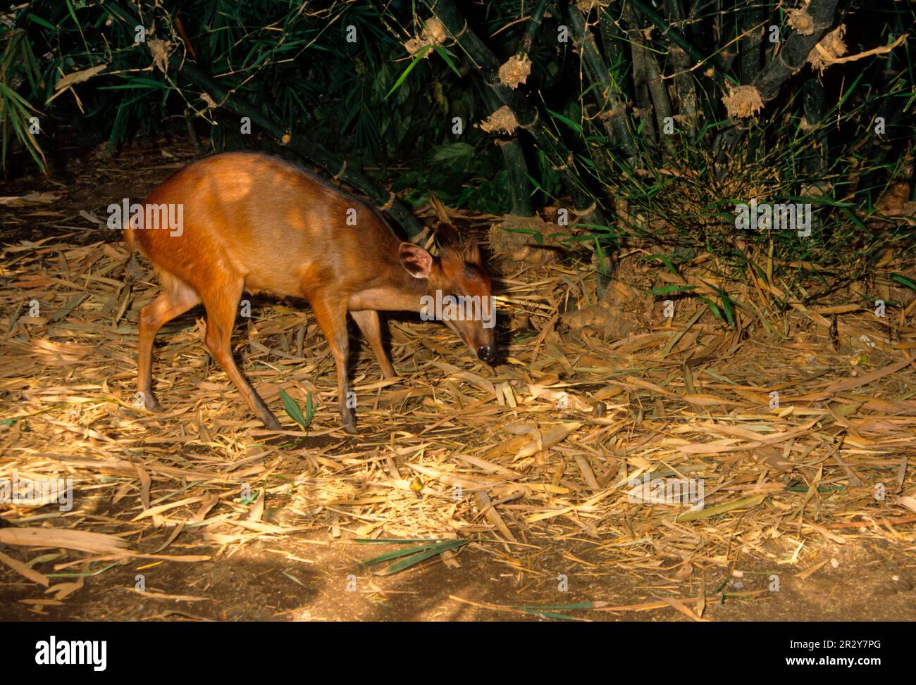 Cephalophus ogilbyi hi-res stock photography and images - Alamy