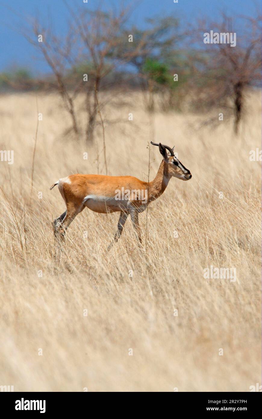 Soemmerring's gazelle (Gazella soemmerringii), Soemmerring's gazelle ...