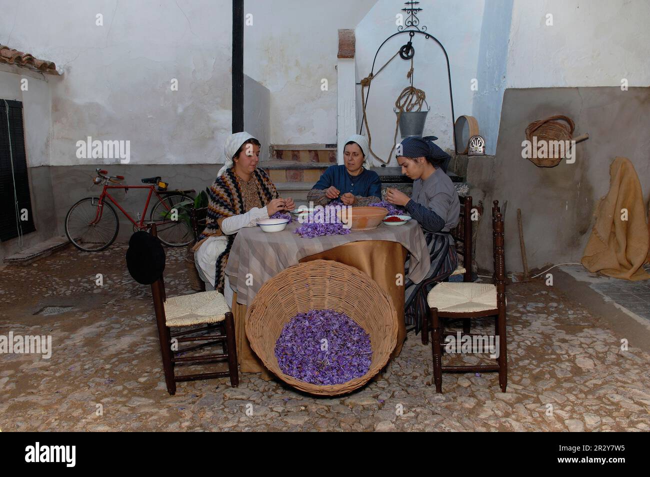 Plucking Saffron Flower Scars, Saffron Processing, Consuegra, Fiesta de ...