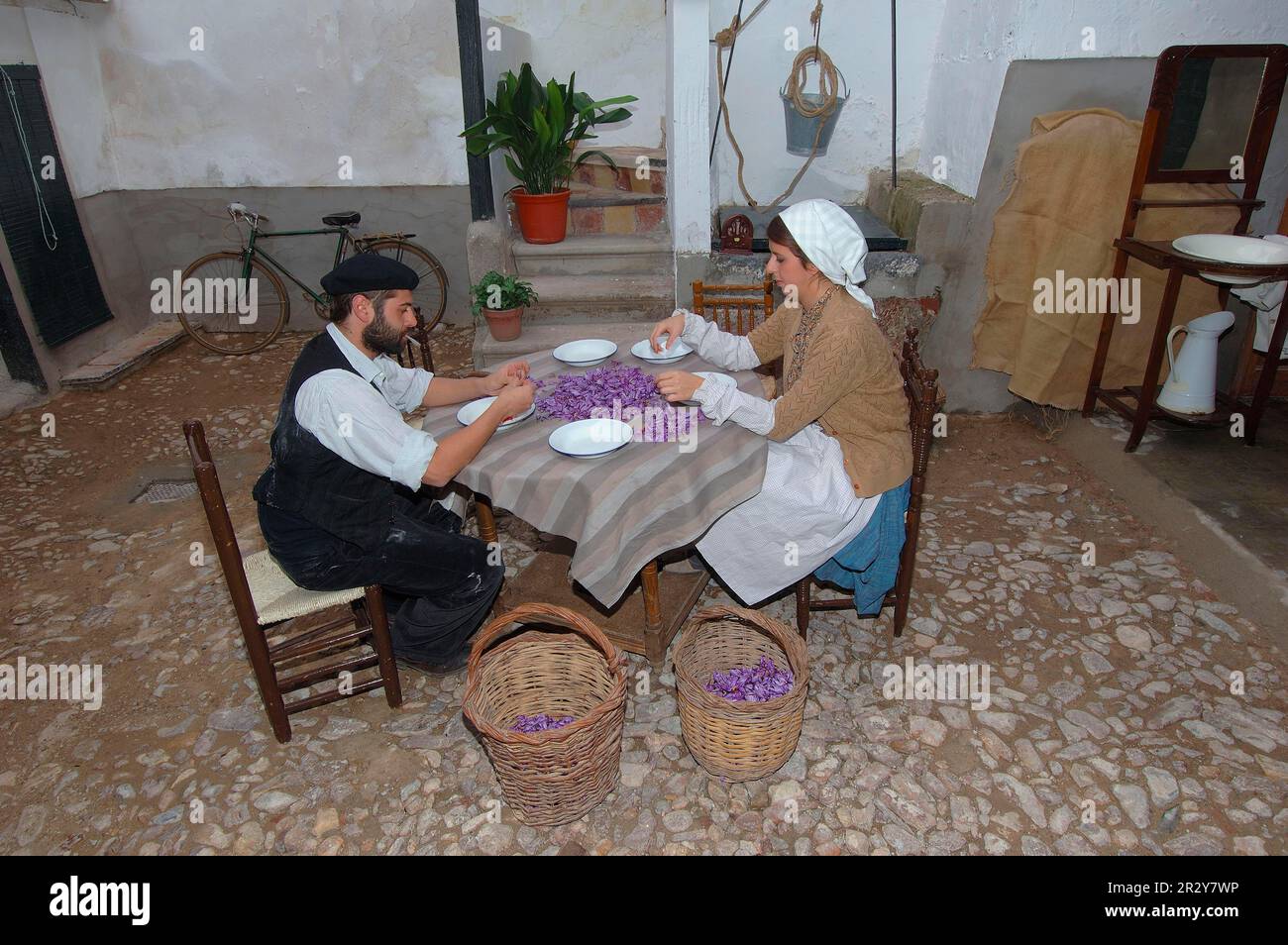 Plucking Saffron Flower Scars, Saffron Processing, Consuegra, Fiesta de ...