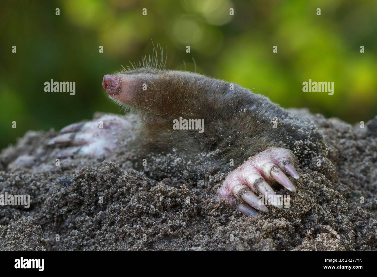 Mole insectivore hi-res stock photography and images - Alamy