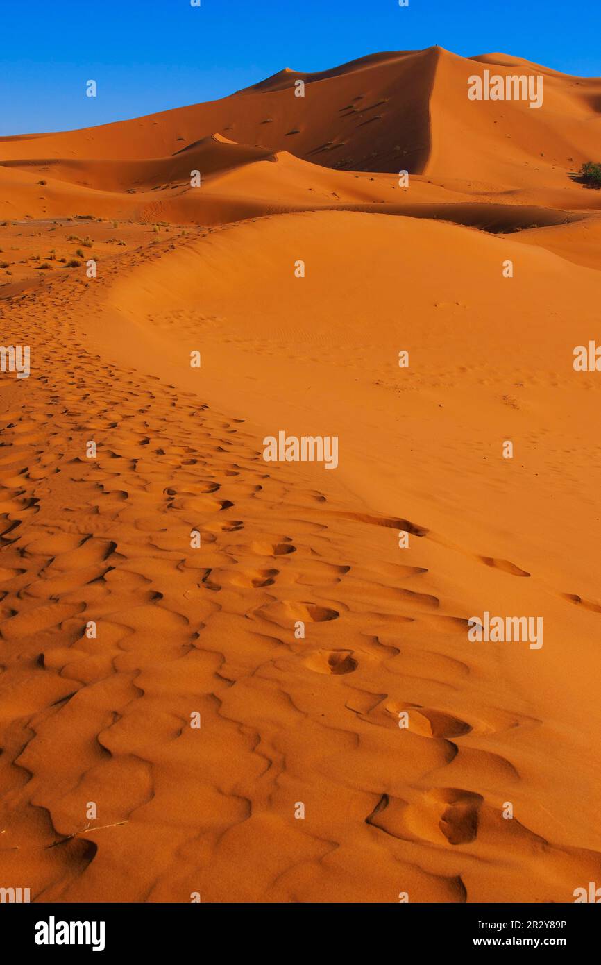 The Great Merzouga Dune, Erg Chebbi, Merzouga Sand Dunes, Sahara Desert ...