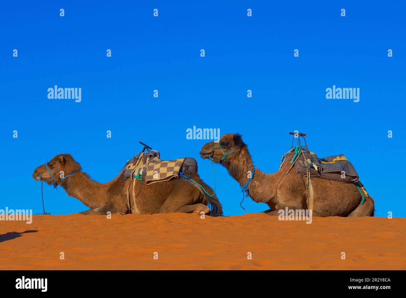 Merzouga, Erg Chebbi, Merzouga Sand Dunes, Camel, Sahara Desert ...