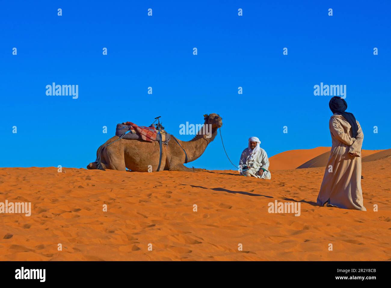 Merzouga, Erg Chebbi, Merzouga sand dunes, Tuareg with camel, Sahara ...