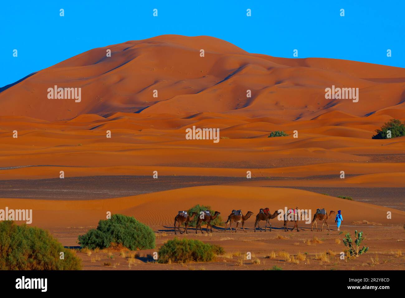 Merzouga, Erg Chebbi, Camel Trekking, Merzouga Sand Dunes, Sahara ...