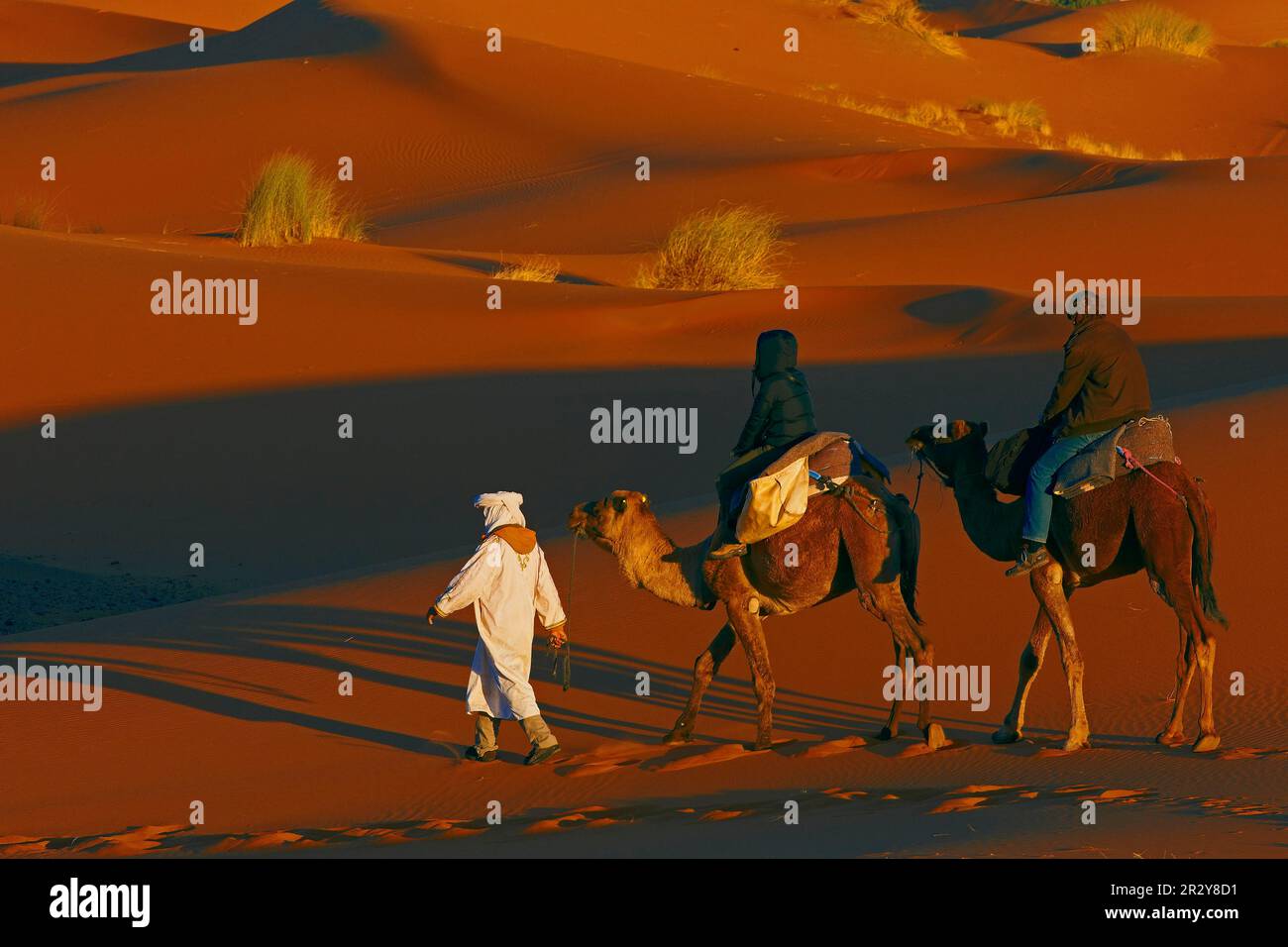 Merzouga, Erg Chebbi, Camel Trekking, Merzouga Sand Dunes, Sahara ...
