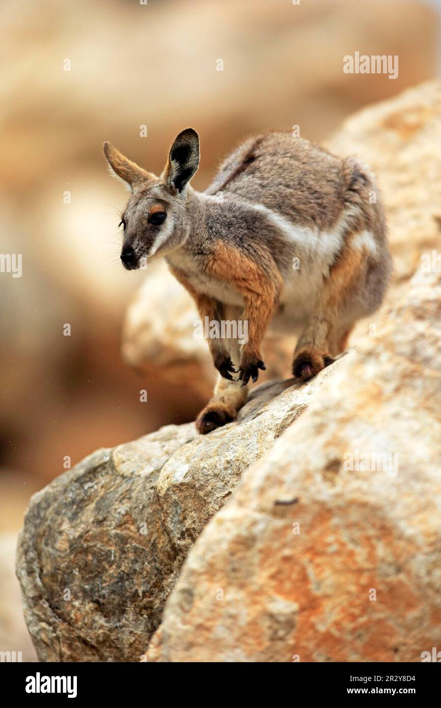 Yellow-footed rock-wallaby (Petrogale xanthopus), Australia Stock Photo ...