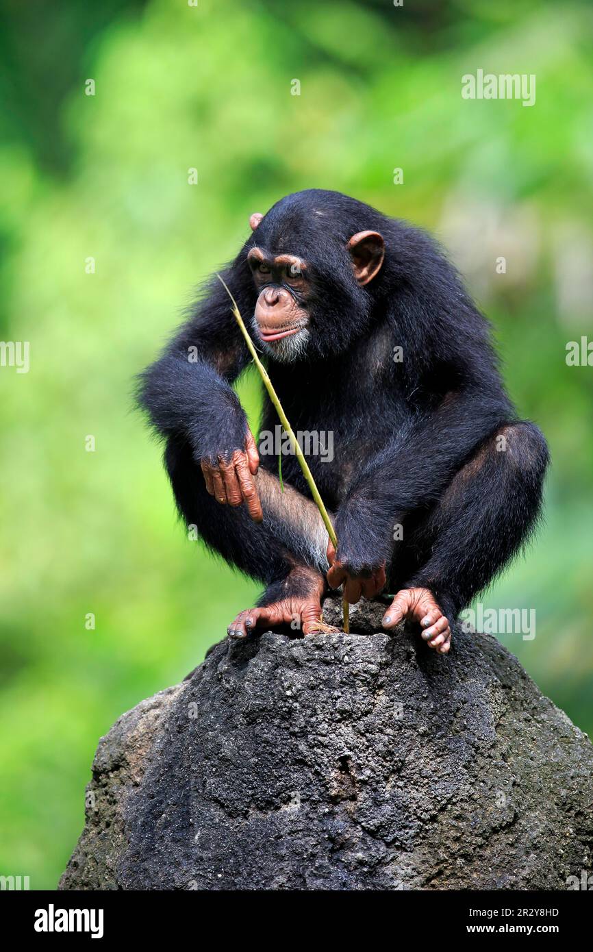 Common chimpanzee (Pan troglodytes), half-grown young animal Stock ...