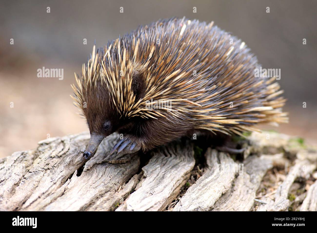 Short-beaked echidna (Tachyglossus aculeatus), South Australia ...