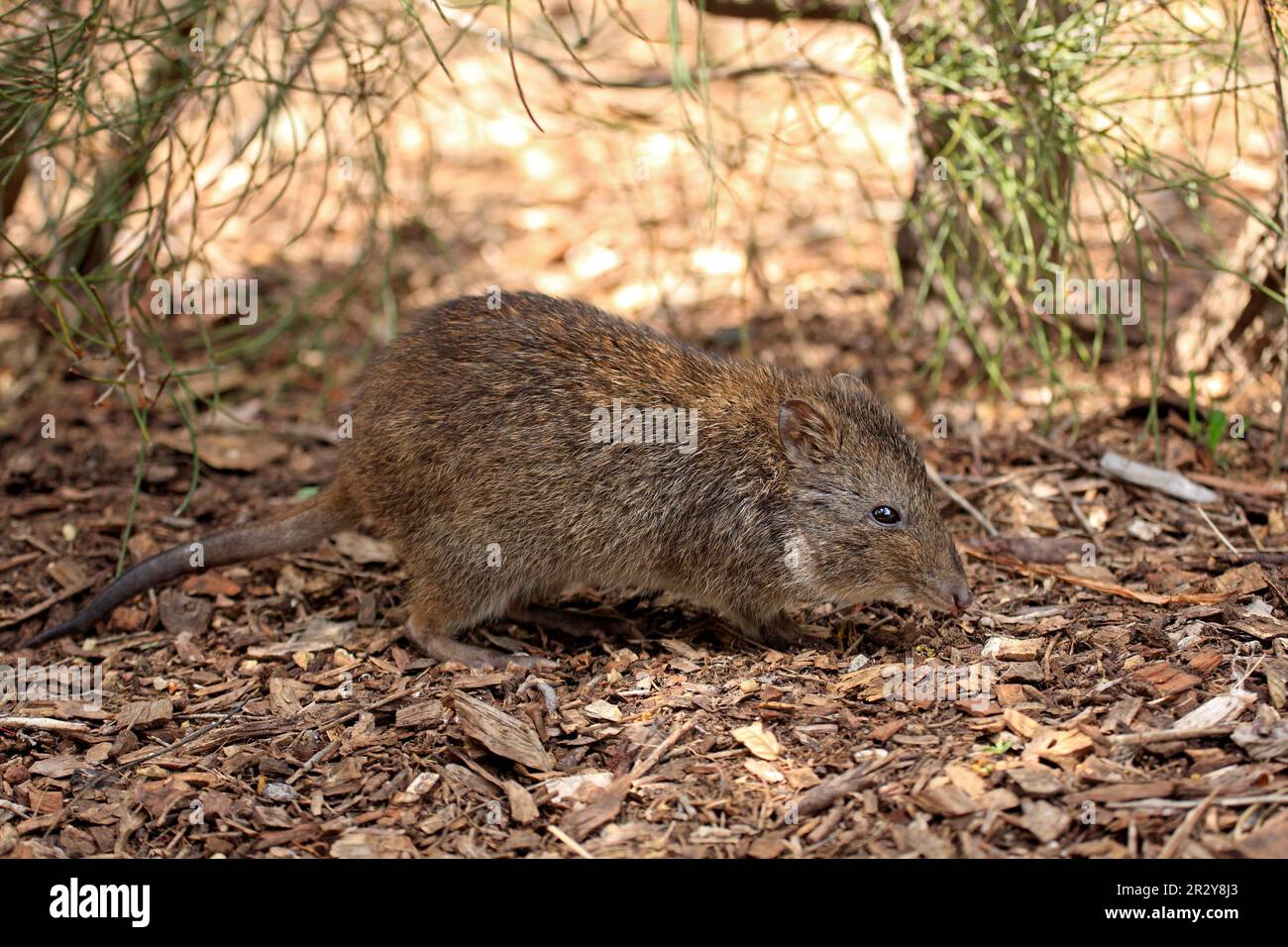 Potoroo australia hi-res stock photography and images - Alamy