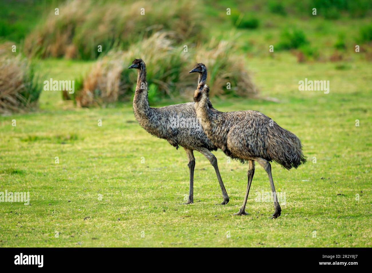 Emu (Dromaius novaehollandiae), two subadluts, Wilson Promontory ...