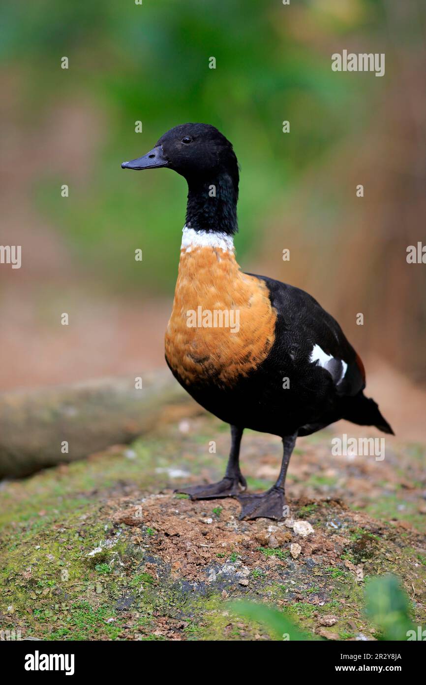 Australian shelduck (Tadorna tadornoides), collared cassowary, adult ...