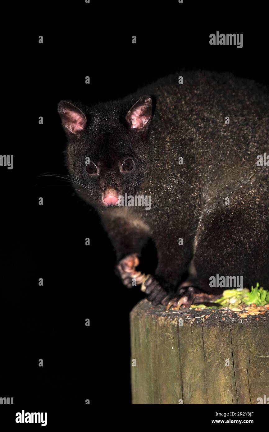 Mountain Bushtail Ossum, Wilson Promontory National Park, mountain ...