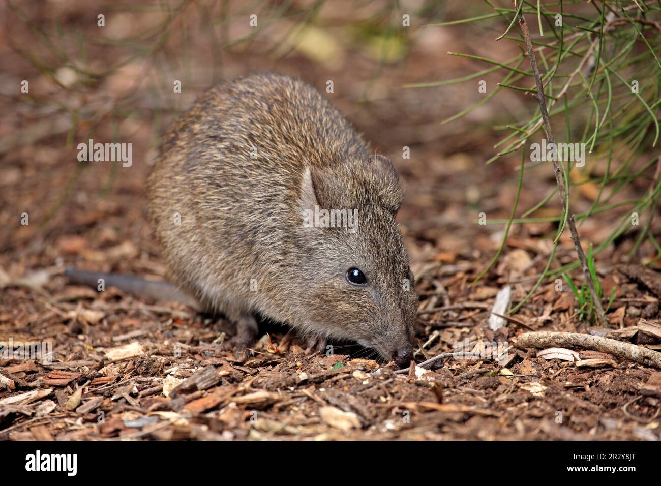 Potoroo australia hi-res stock photography and images - Alamy