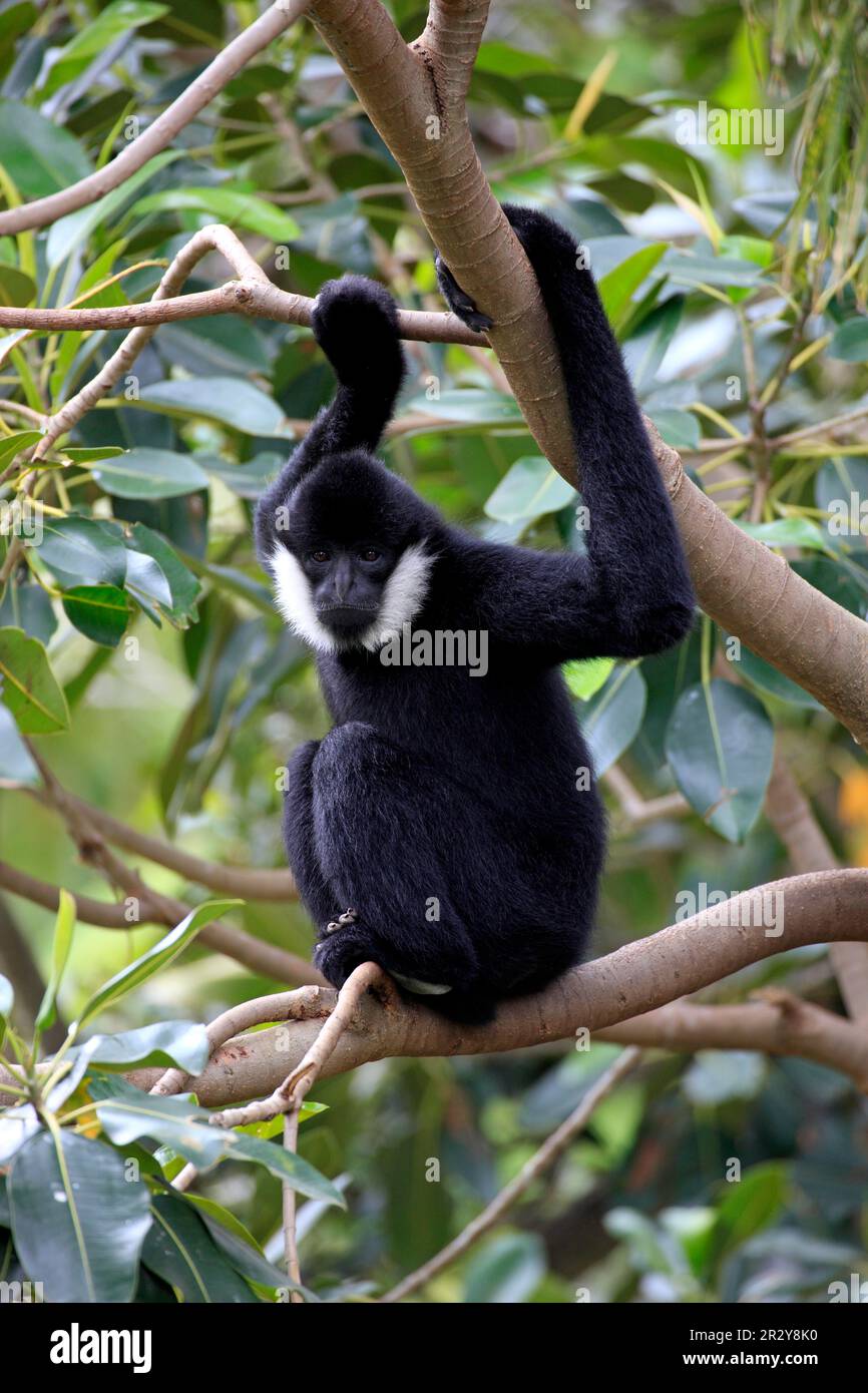 Northern white-cheeked gibbon (Nomascus leucogenys), adult male Stock ...