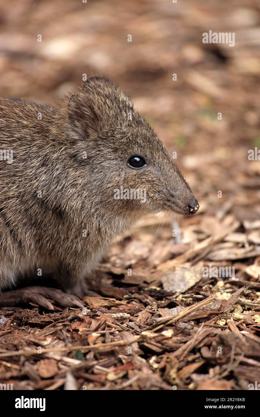 Long-nosed Potoru, adult portrait, long-nosed potoroo (Potorous ...