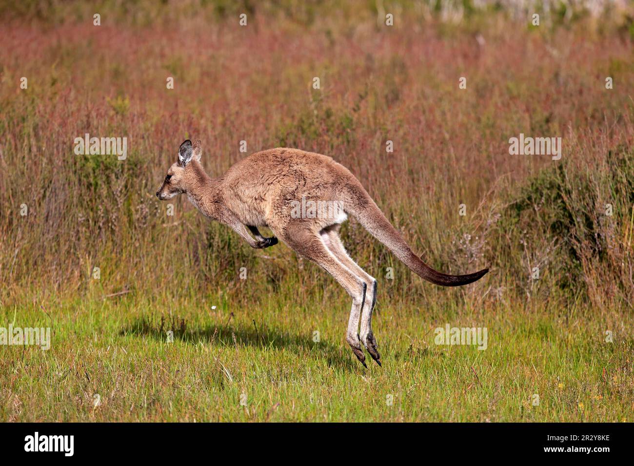Eastern grey kangaroo (Macropus giganteus), adult, female, jumping ...