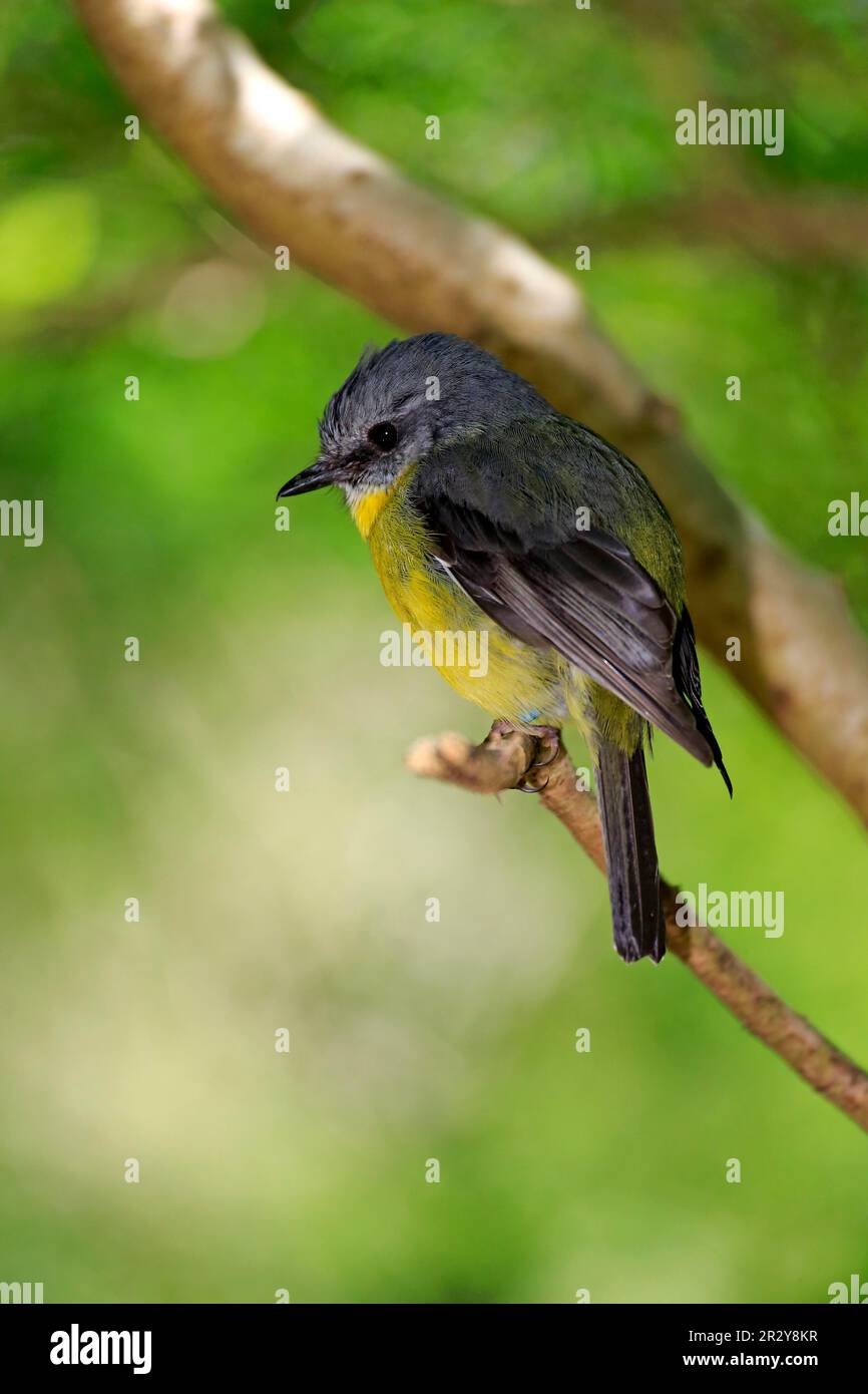 Yellow-bellied Flycatcher, adult on tree (Eopsaltria flaviventris ...