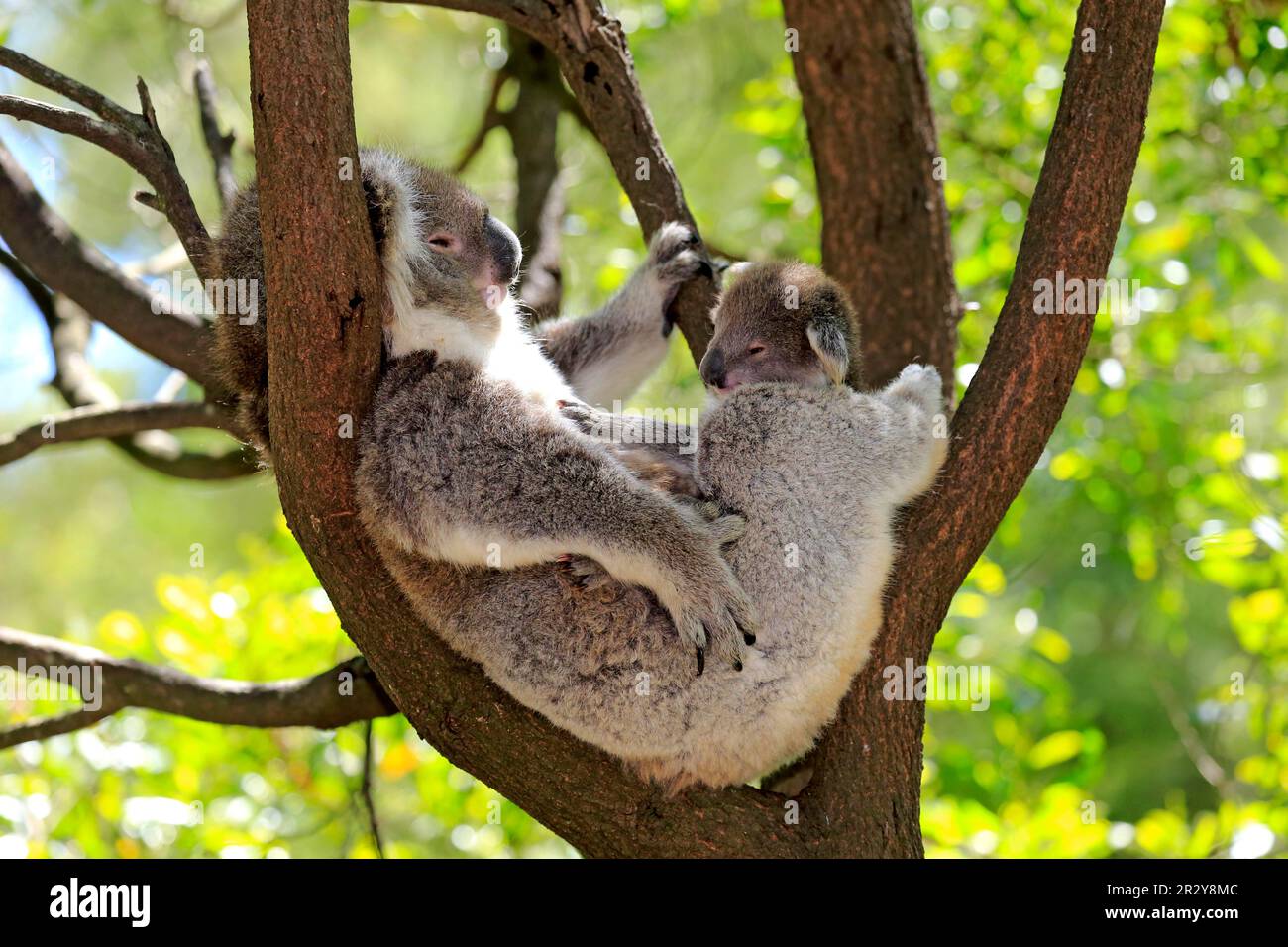 Koala (Phascolarctos cinereus), female with young, Victoria, Australia ...