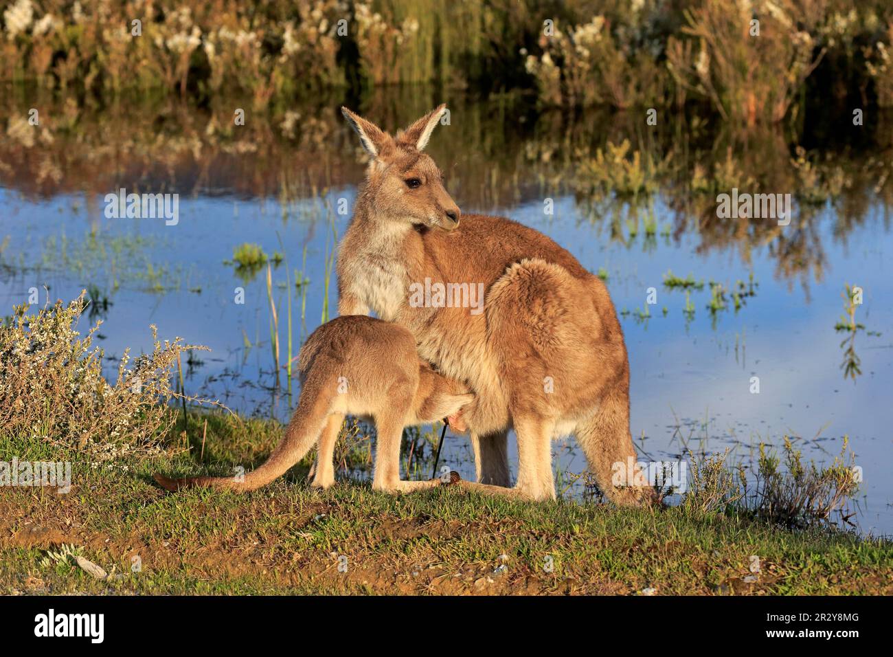 Eastern grey kangaroo (Macropus giganteus), female with young, Wilson ...