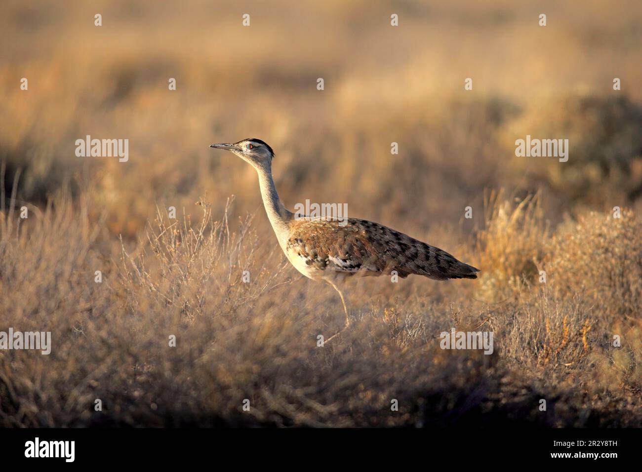 Australian bustard (Ardeotis australis), adult female, Sturt National ...