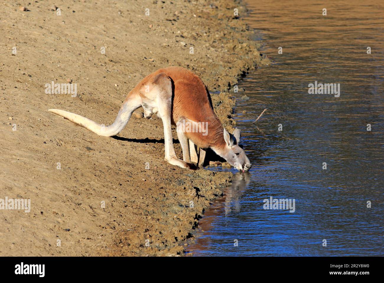Red kangaroo drinking hi-res stock photography and images - Alamy