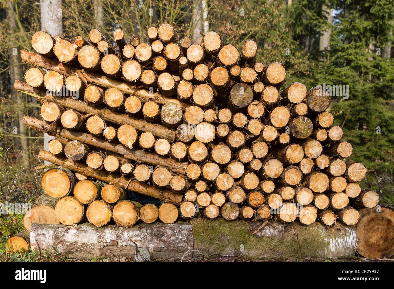 Wood as a renewable raw material Stock Photo - Alamy