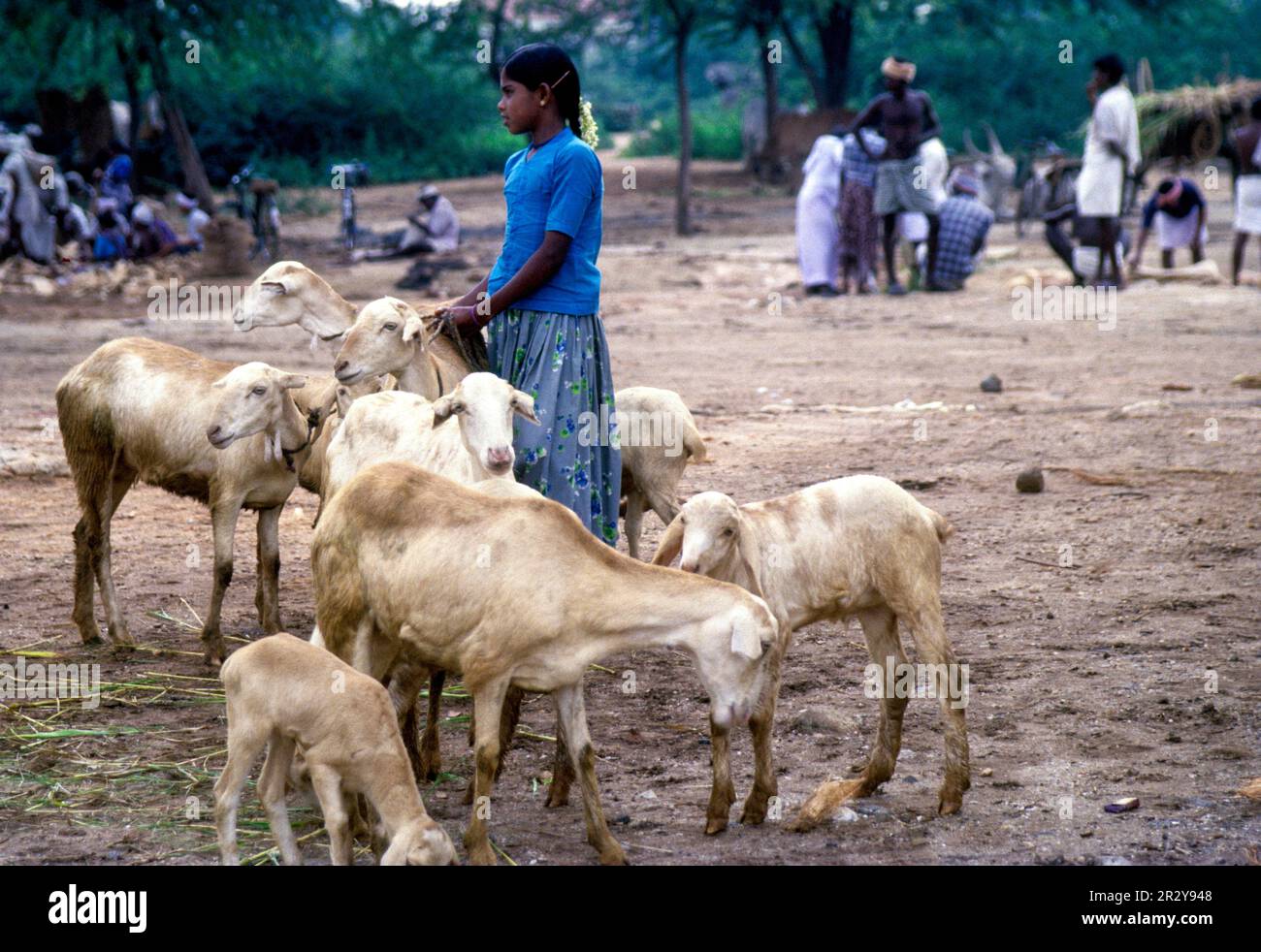 Market goat hi-res stock photography and images - Alamy