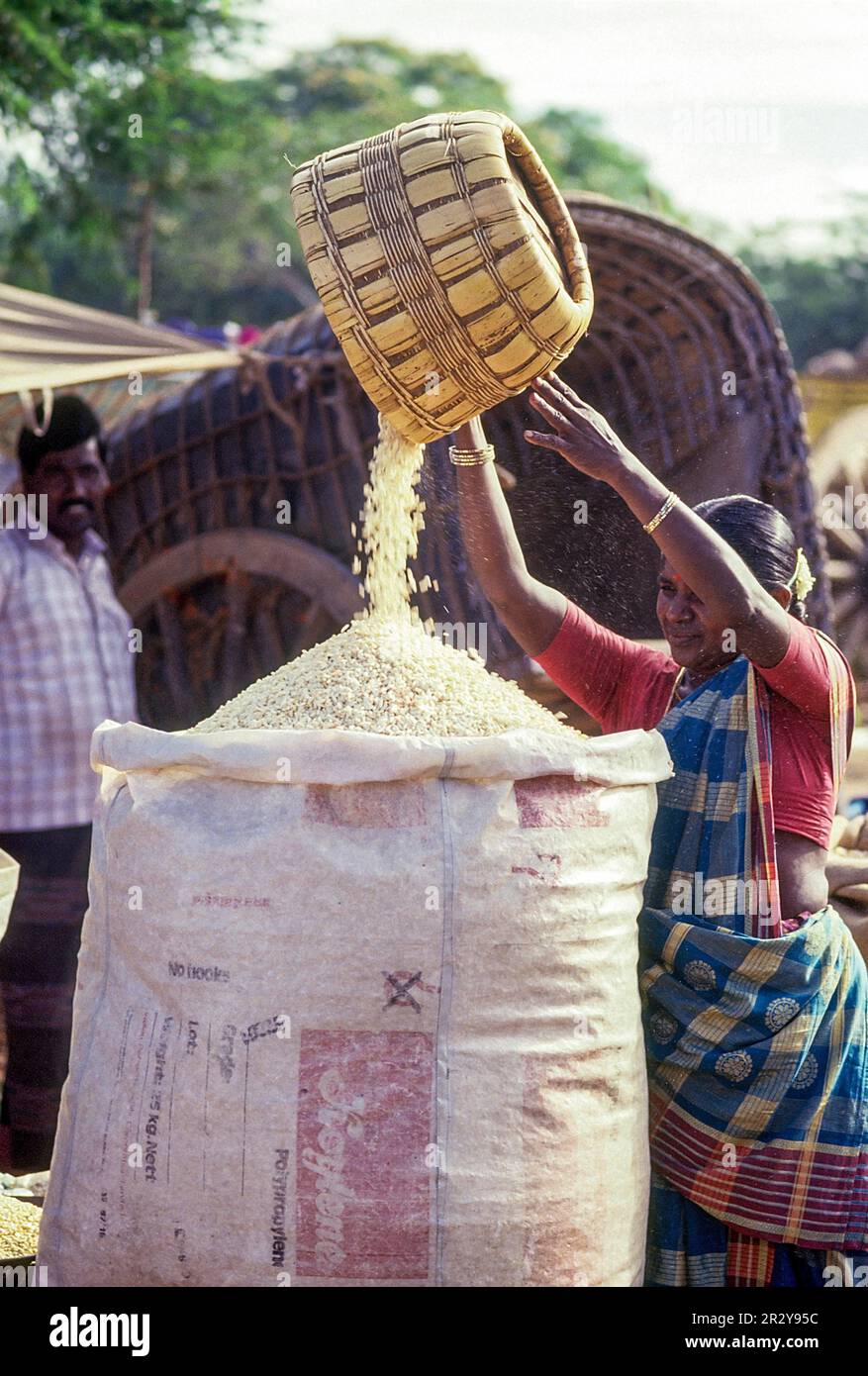 Woman winnowing rice hi-res stock photography and images - Alamy