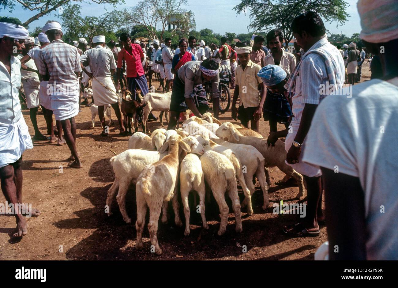Goats for sale, weekly Periodical market at Perundurai near Erode ...