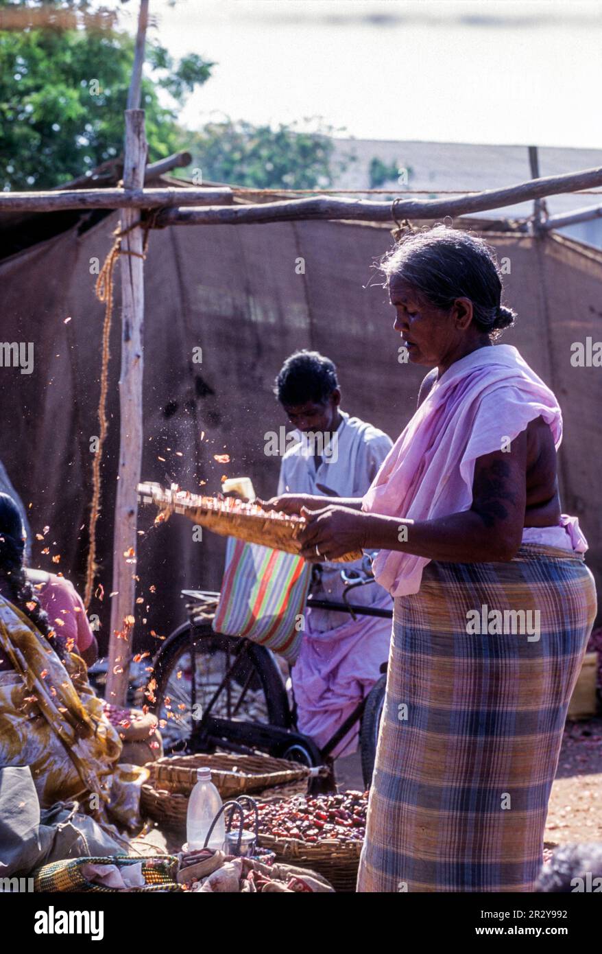 An old woman winnowing small onions Sambar Onions Shallots, periodical ...