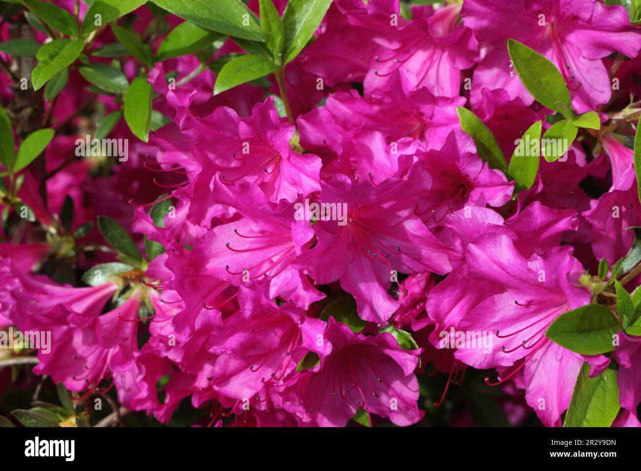 Red Magenta Evergreen Azalea Flowers and plant Stock Photo - Alamy