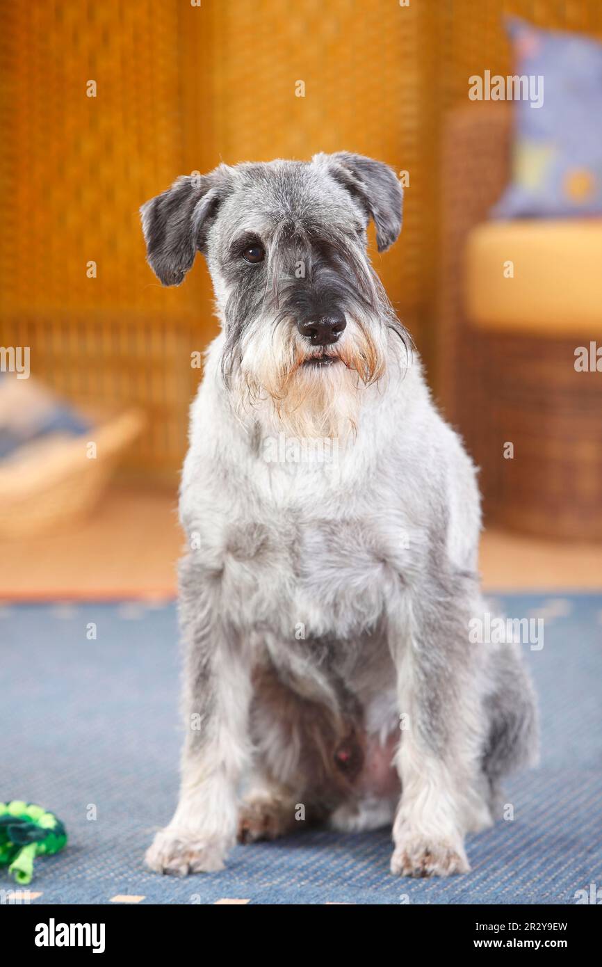 Medium Schnauzer, male, pepper-salt, 10 years old Stock Photo - Alamy