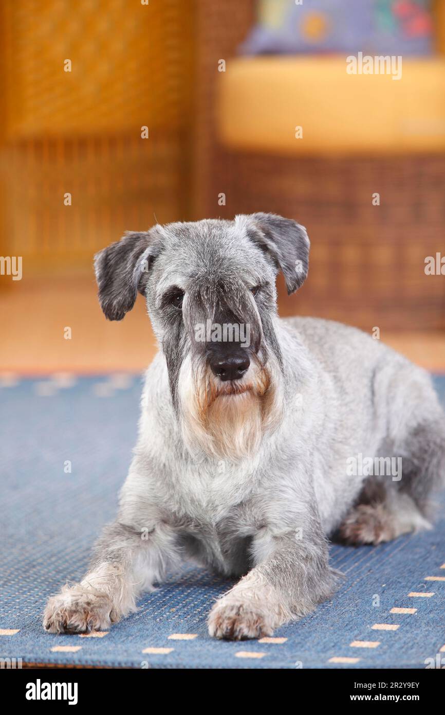 Medium Schnauzer, male, pepper-salt, 10 years old Stock Photo - Alamy