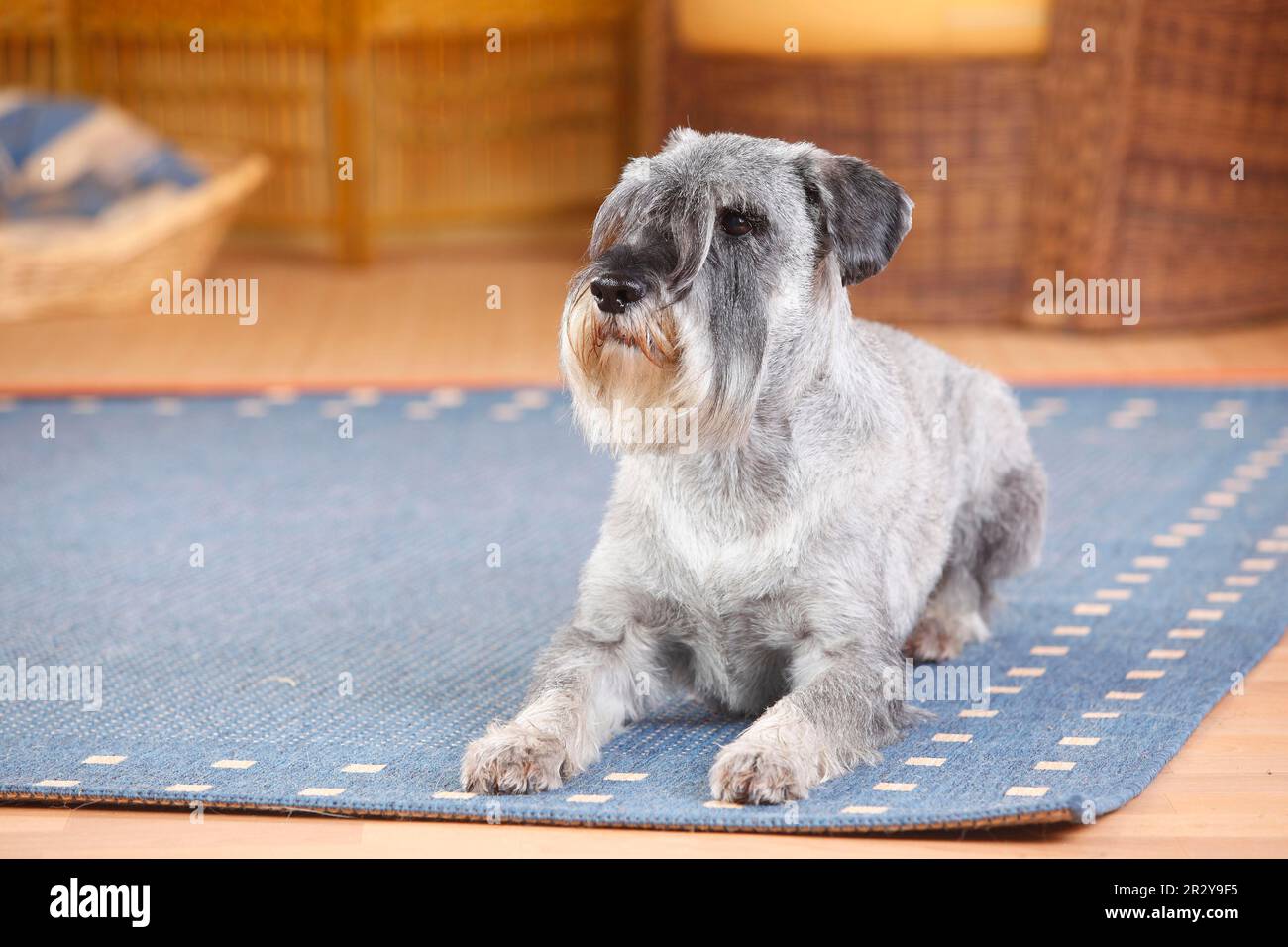 Medium Schnauzer, male, pepper-salt, 10 years old Stock Photo - Alamy