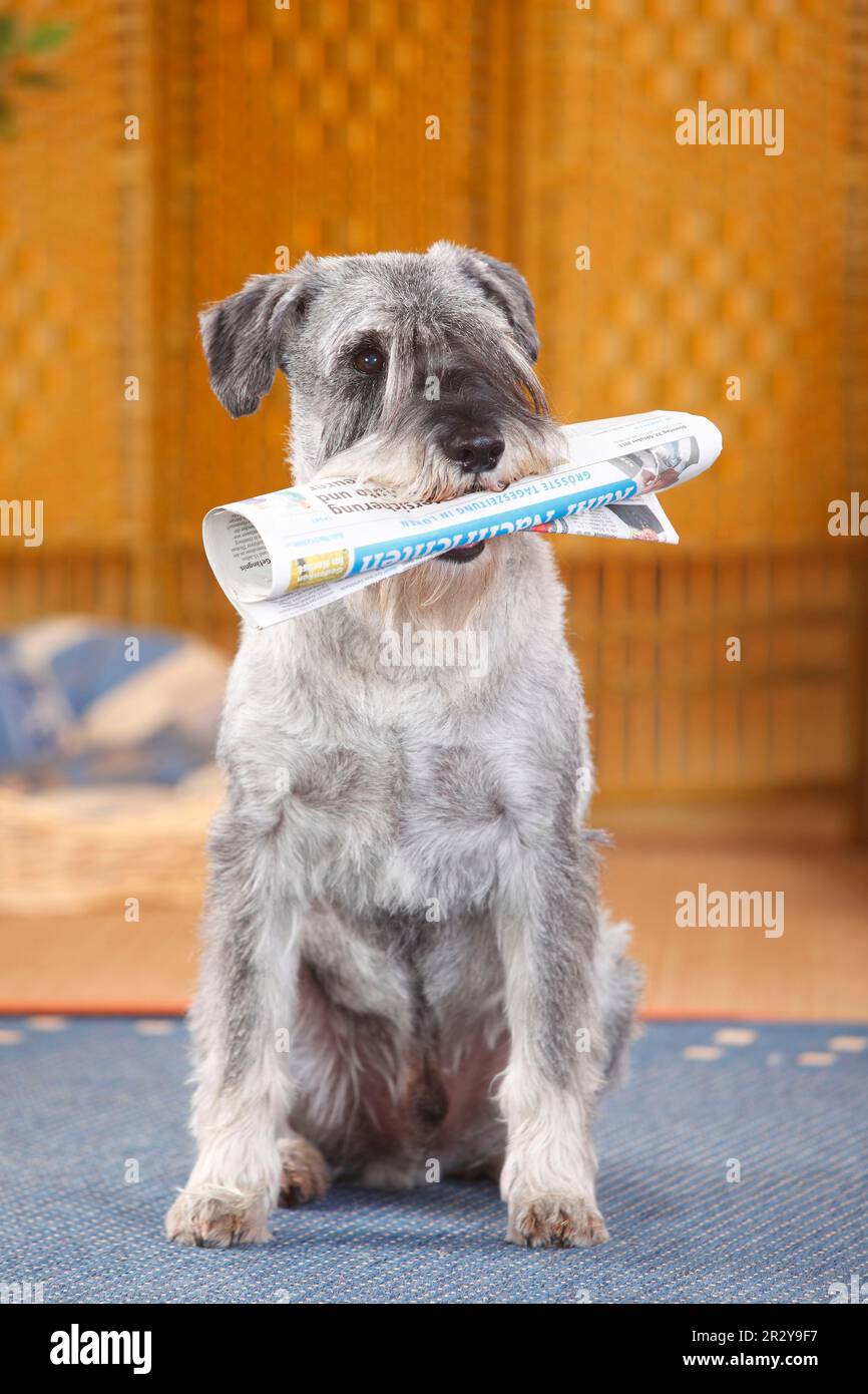 Medium Schnauzer, male, pepper-salt, 10 years old, carries newspaper ...