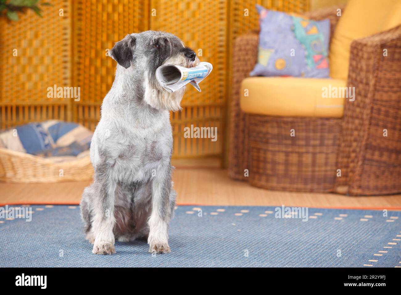 Medium Schnauzer, male, pepper-salt, 10 years old, carries newspaper ...