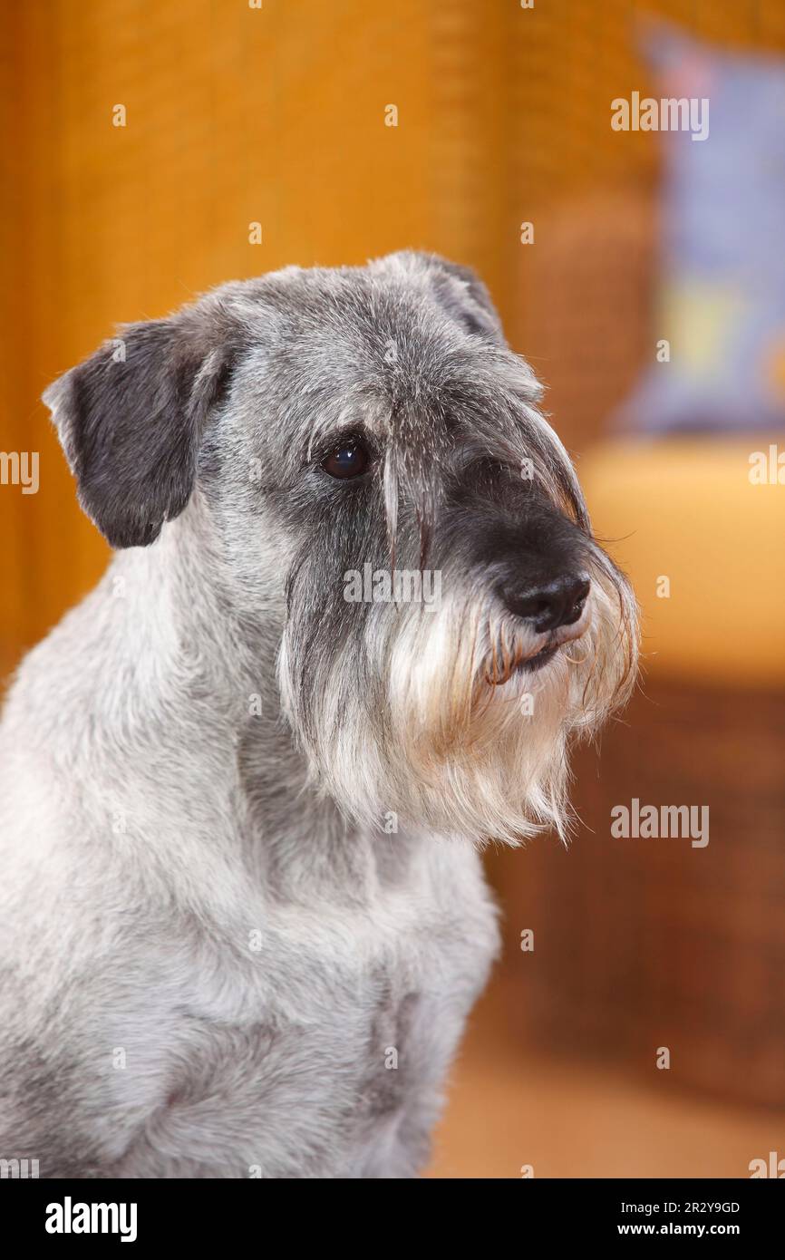 Medium Schnauzer, male, pepper-salt, 10 years old Stock Photo - Alamy