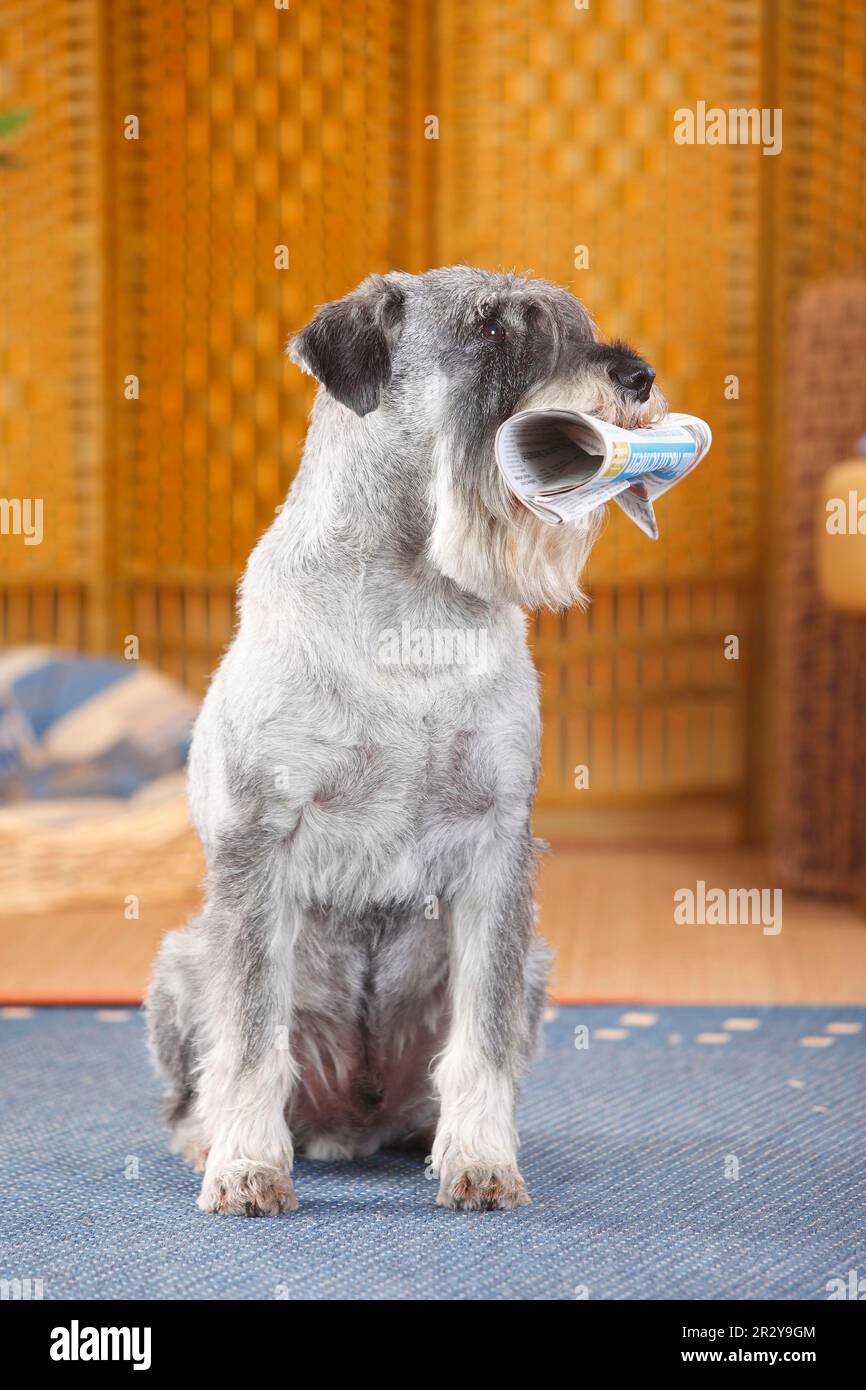 Medium Schnauzer, male, pepper-salt, 10 years old, carries newspaper ...