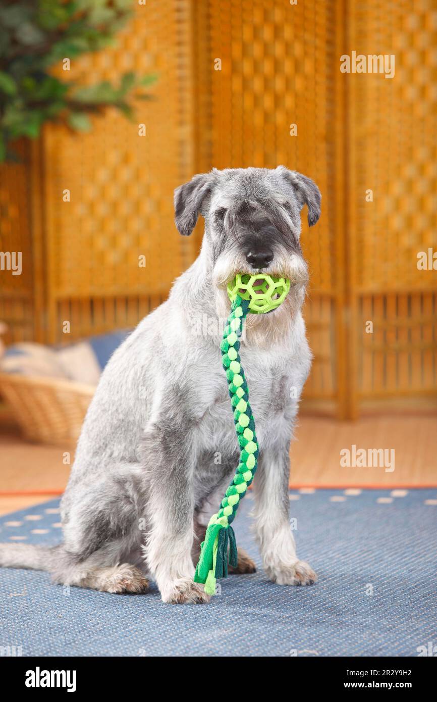 Medium Schnauzer, male, pepper-salt, 10 years old Stock Photo - Alamy