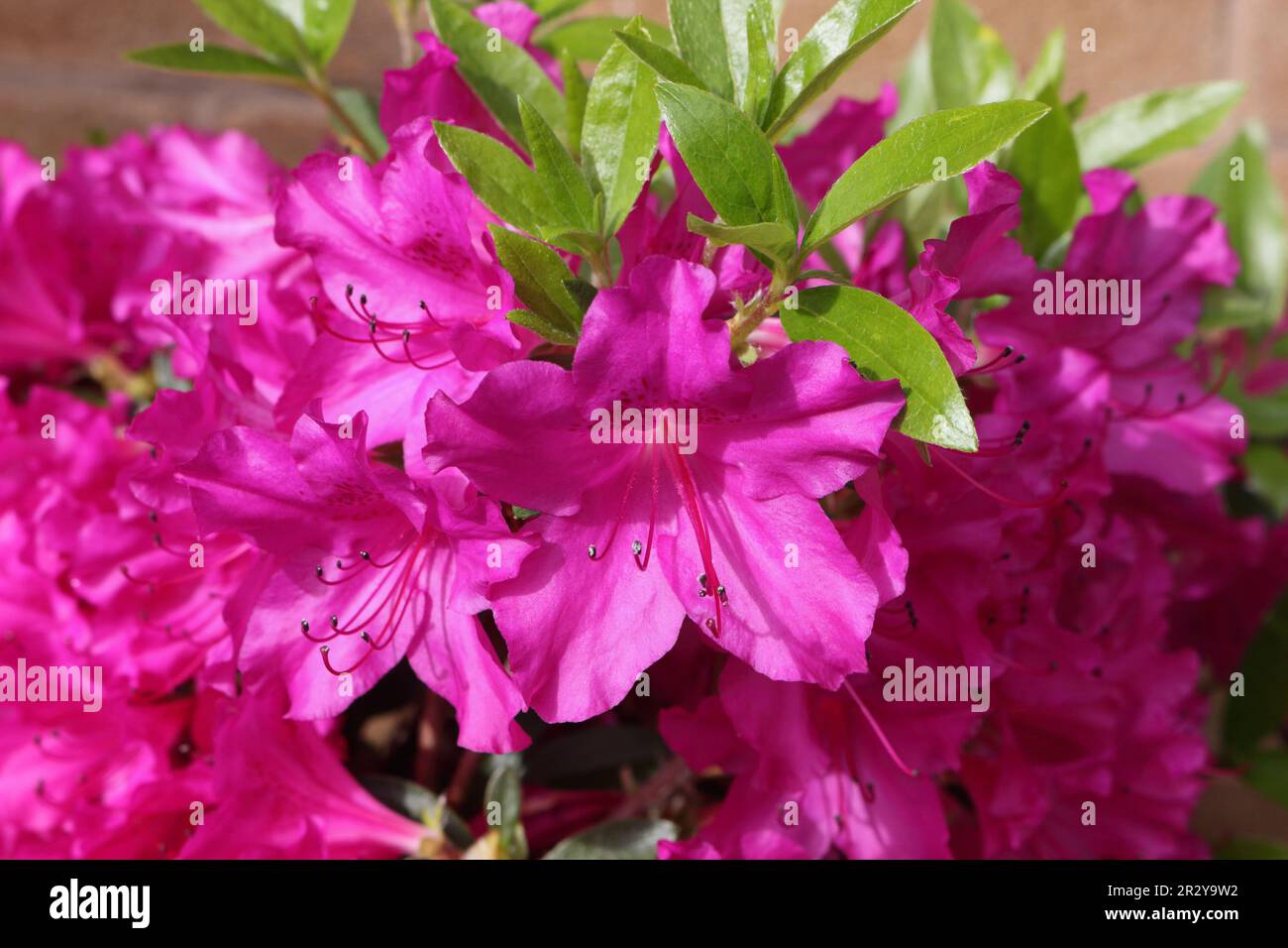 Red Magenta Evergreen Azalea Flowers and plant Stock Photo - Alamy