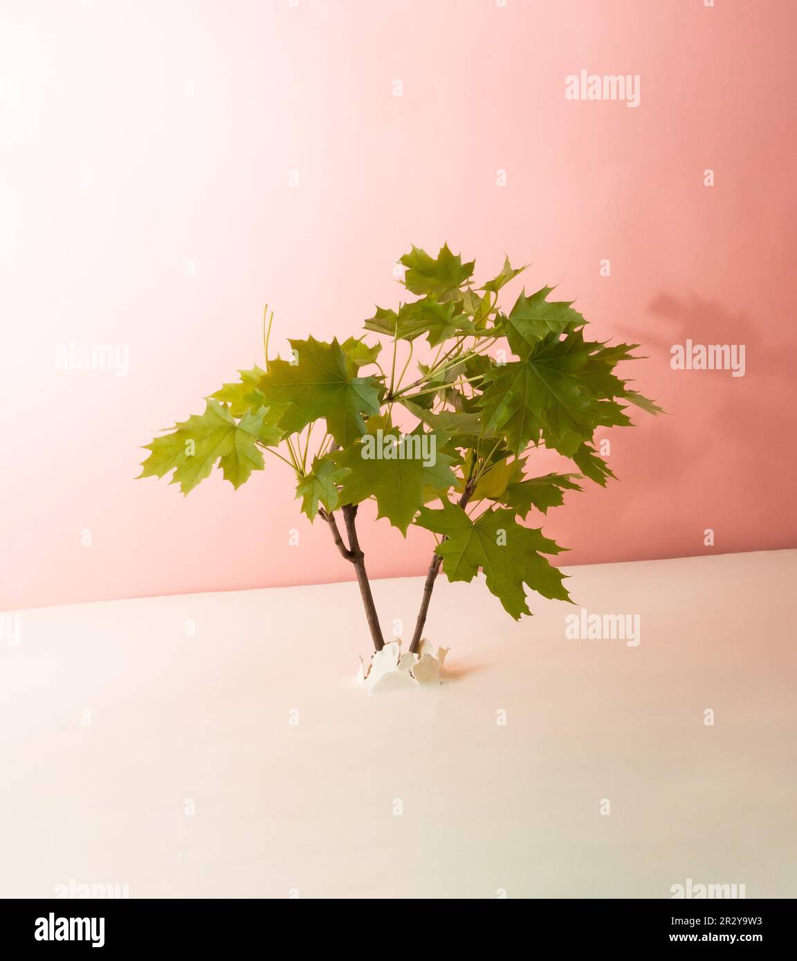Tree breaks free. Freedom and success concept Stock Photo - Alamy
