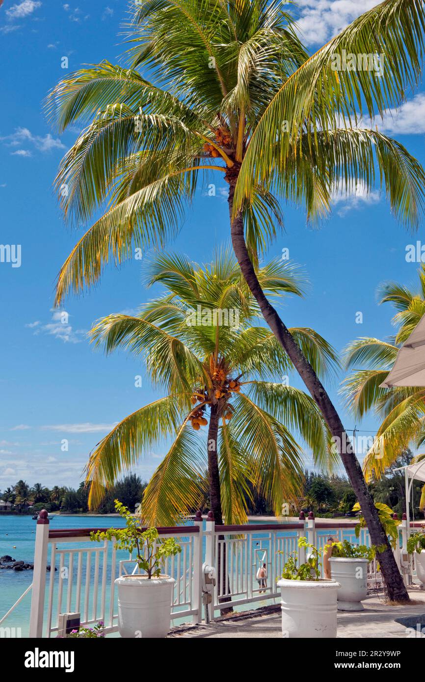 Terrace with sea view and palm tree, Indian Ocean, Pereybere, Mauritius ...