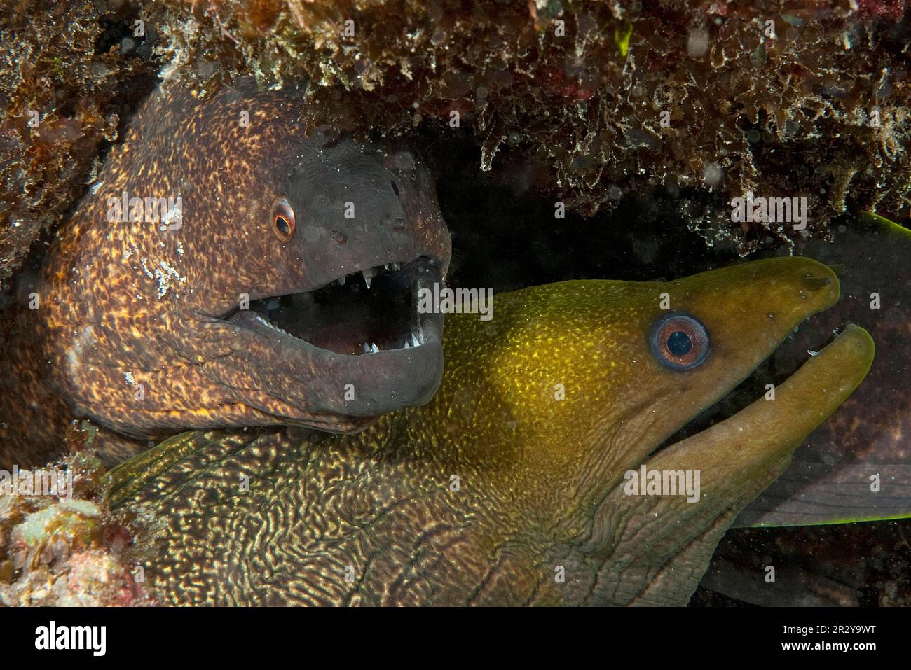 Yellow-edged moray (Gymnothorax flavimarginatus), Mauritius, Africa ...